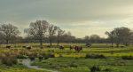Knepp Wildland - Rewildering
