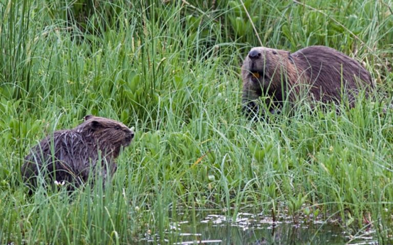 Reintroduction of beavers to Europe - Rewildering